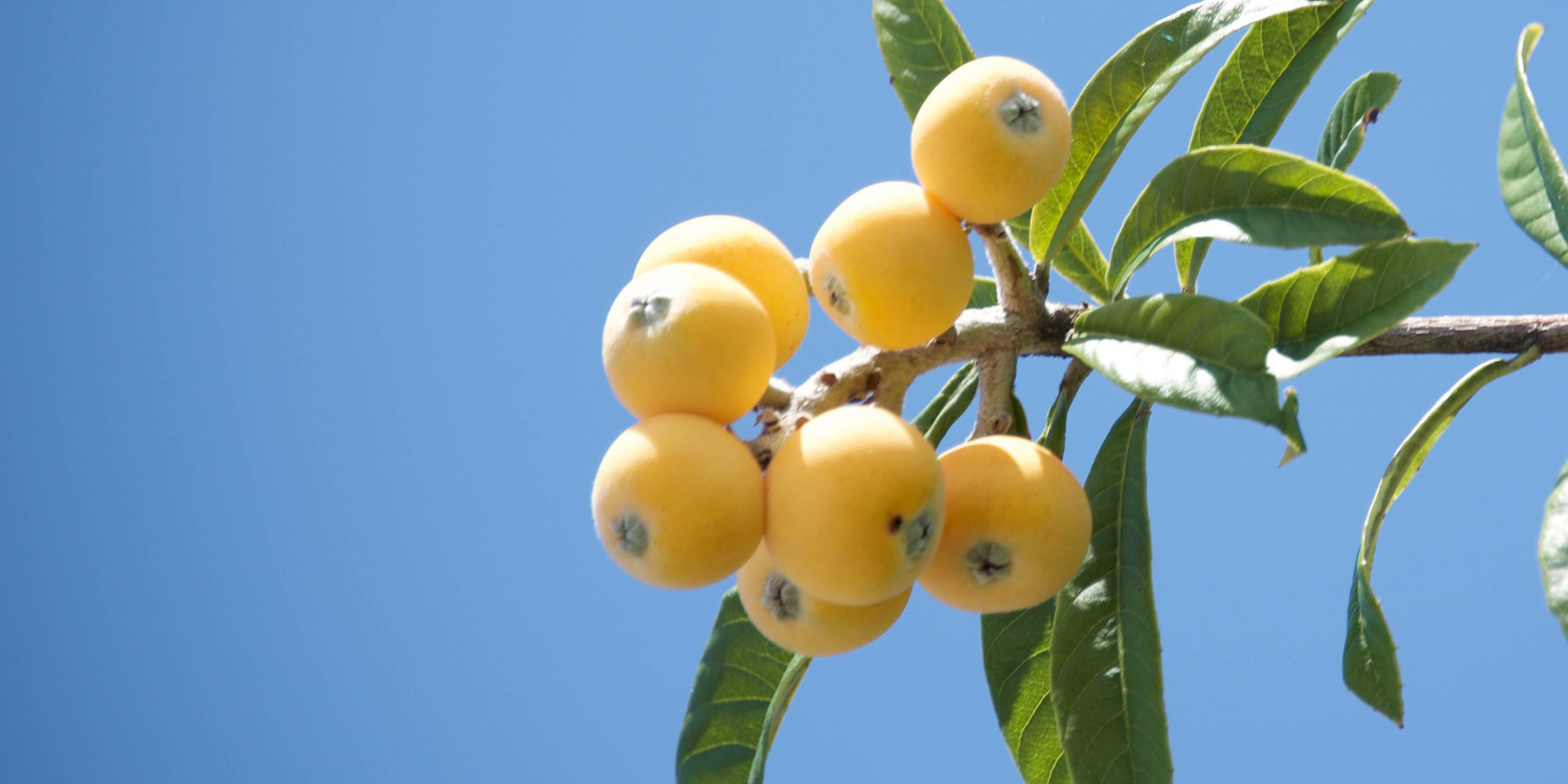 LOQUAT Nishi Izu